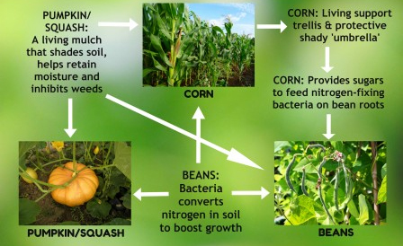 The Three Sisters – open ended social studies