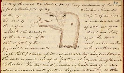 How I Spent My Voyage of Discovery – open ended social studies