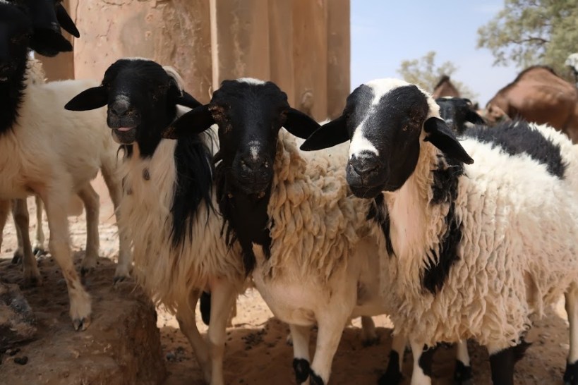 beber sheep herding – open ended social studies